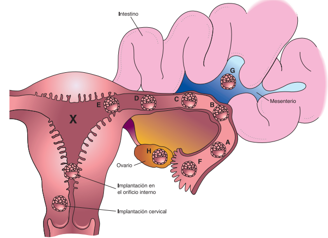 Desarrollo embrionario :: Procesos genéticos y embriológicos